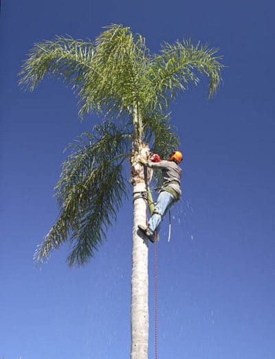 How to organise palm tree removal in Brisbane - Brisbane Tree & Yard ...
