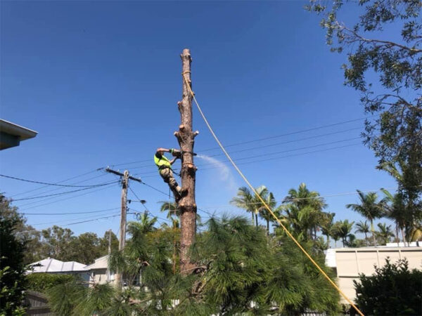 Brisbane Tree & Yard - Affordable Tree Services