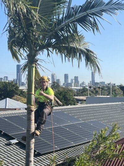Brisbane Tree & Yard - Affordable Tree Services