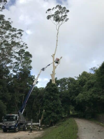 Brisbane Tree & Yard - Affordable Tree Services